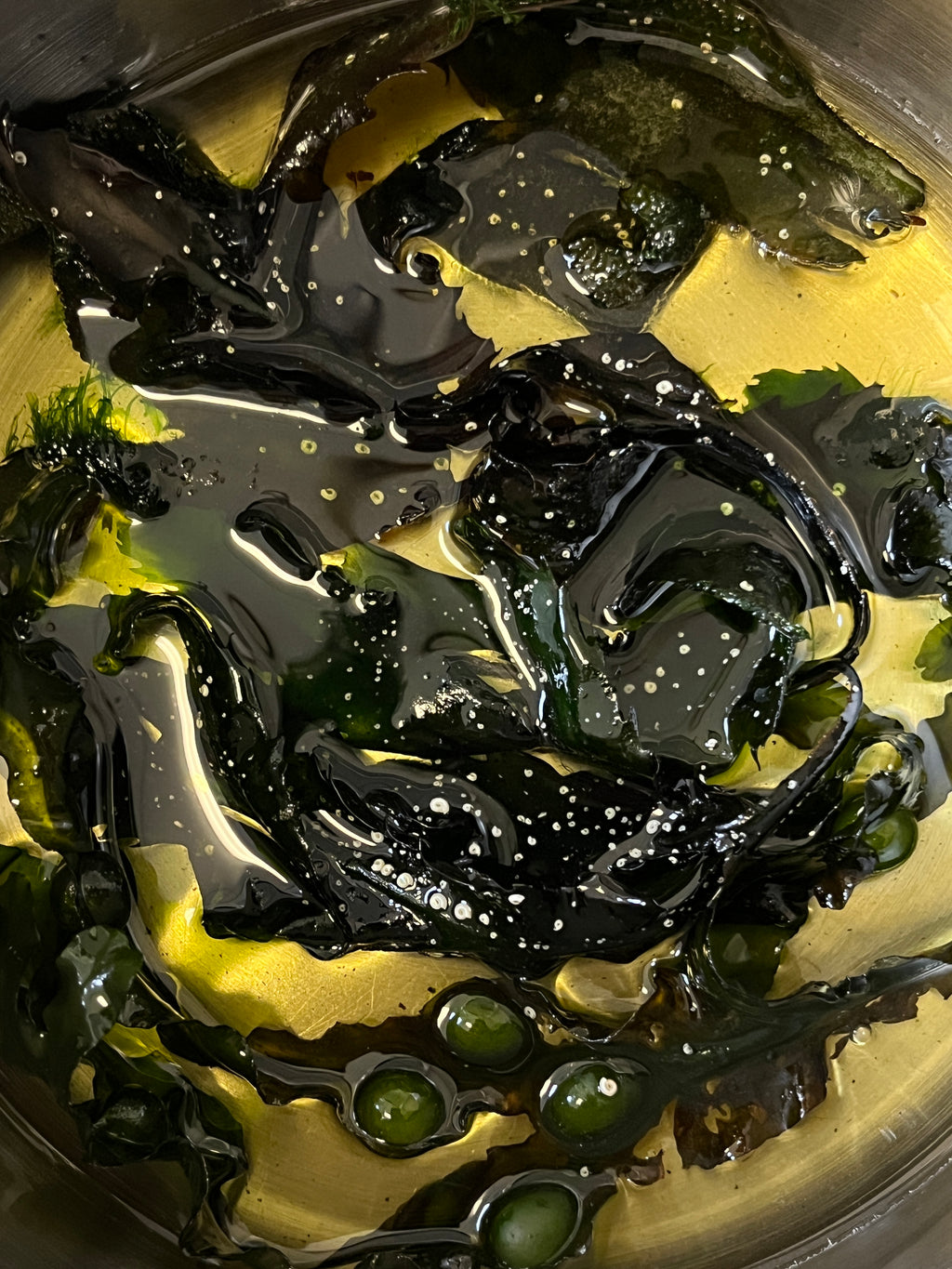 BIODEEPMAP- ALGAE – SHITIKA STUDIOS